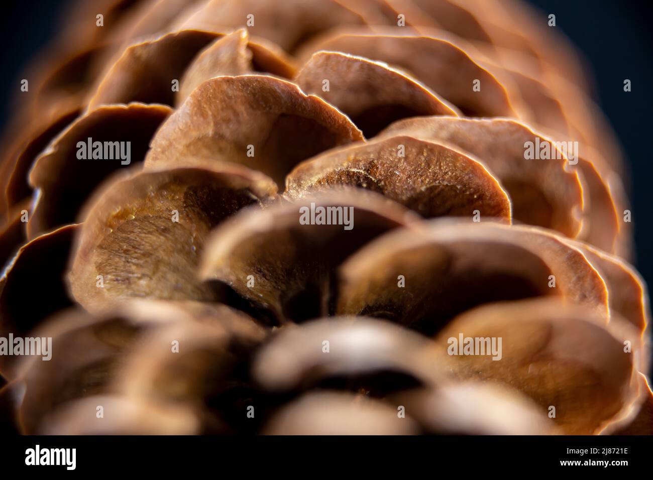 Pinecone texture hi-res stock photography and images - Alamy