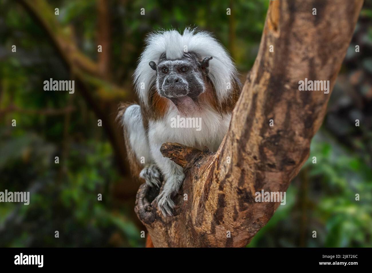 Cotton-top tamarin / cotton-headed tamarin / crested tamarin (Saguinus ...
