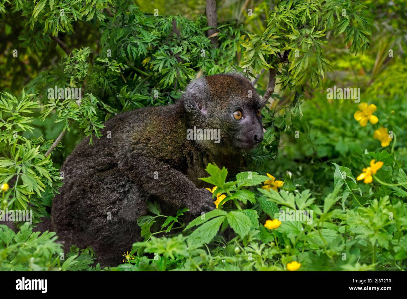 Greater bamboo lemur / broad-nosed bamboo lemur / broad-nosed gentle ...