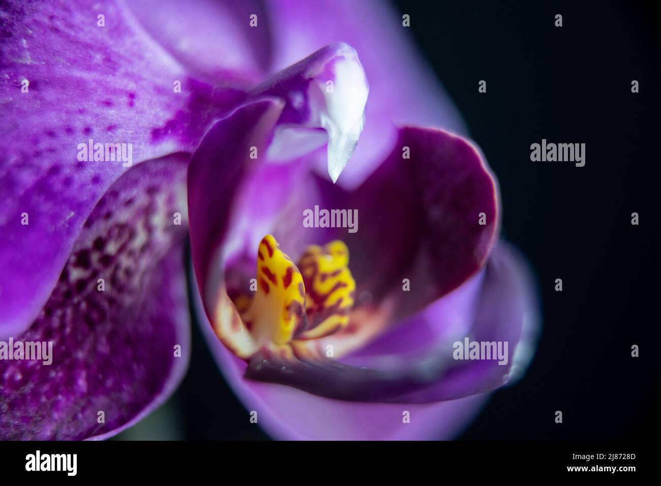 Majestic purple orchid macro shot in black background Stock Photo - Alamy