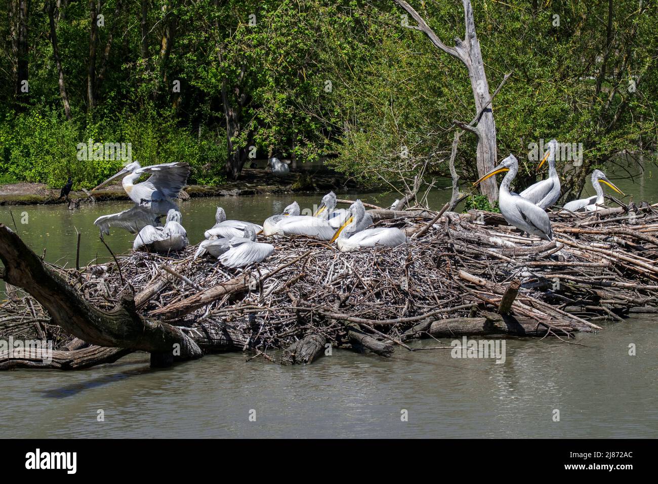 Dalmatian pelicans (Pelecanus crispus) on nesting site in pond at zoo ...