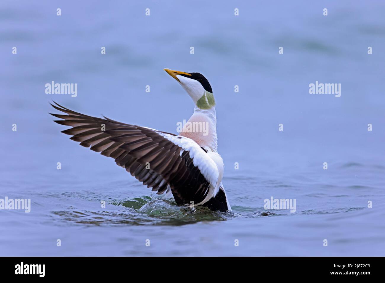 Common eider duck (Somateria mollissima) male / drake in breeding plumage flapping wings along ...