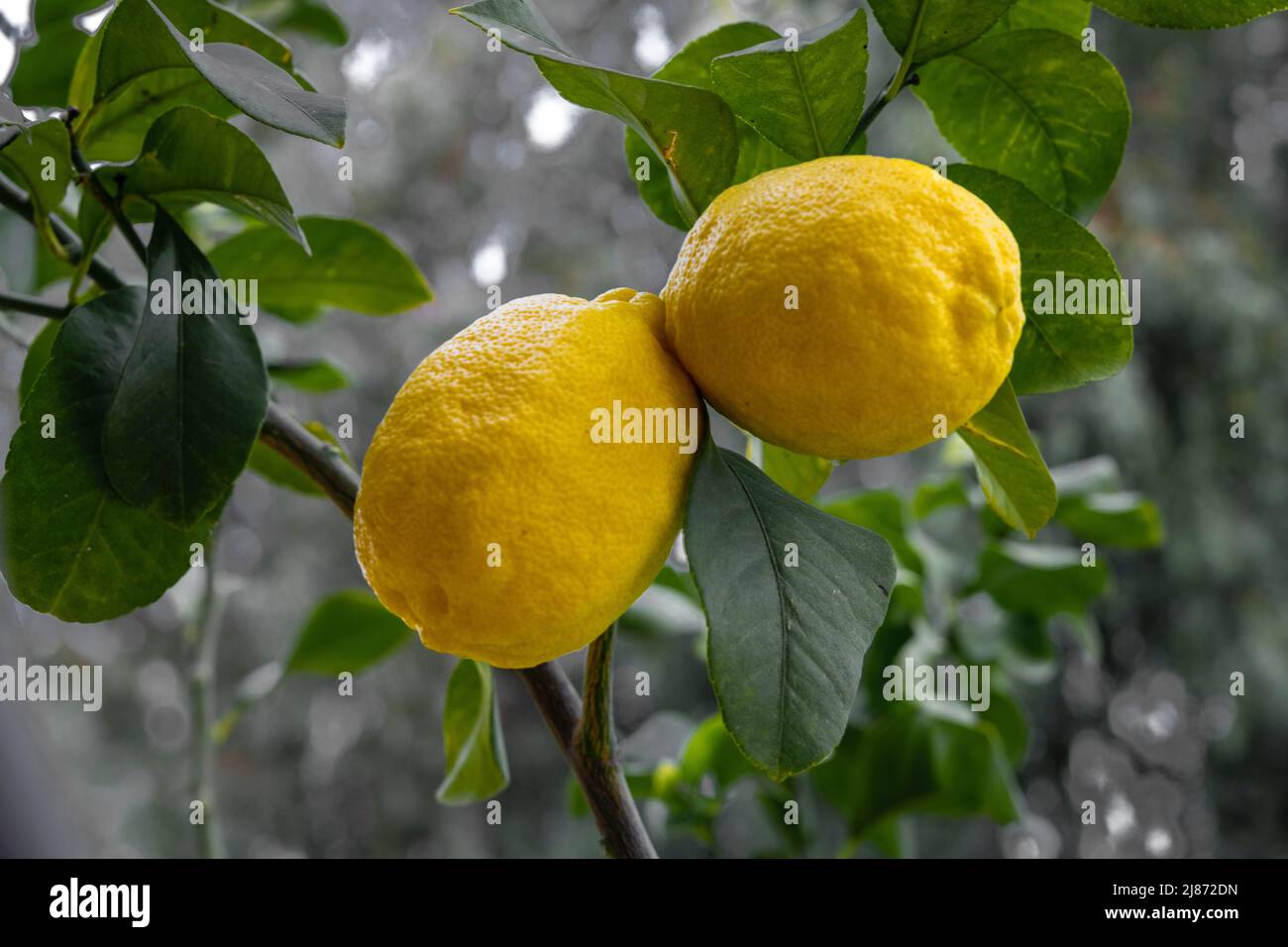 Close up of Lemons hanging from a tree in a lemon grove Stock Photo - Alamy