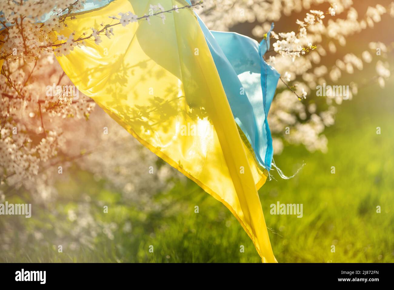 Spring flowering trees with flowers against the background of the flag ...