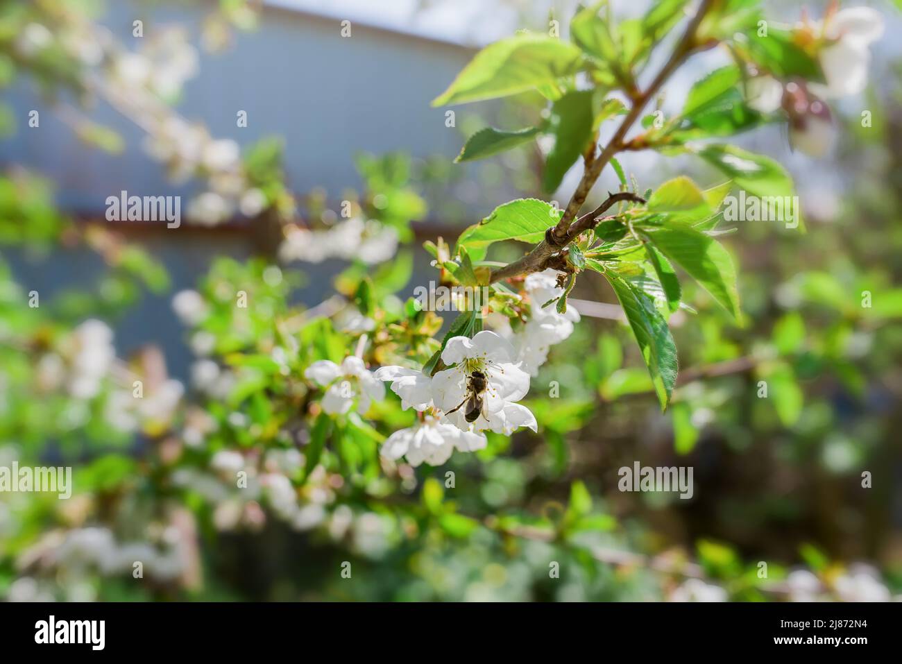 Cherry flowers branch, spring blossom, flowering period Stock Photo - Alamy