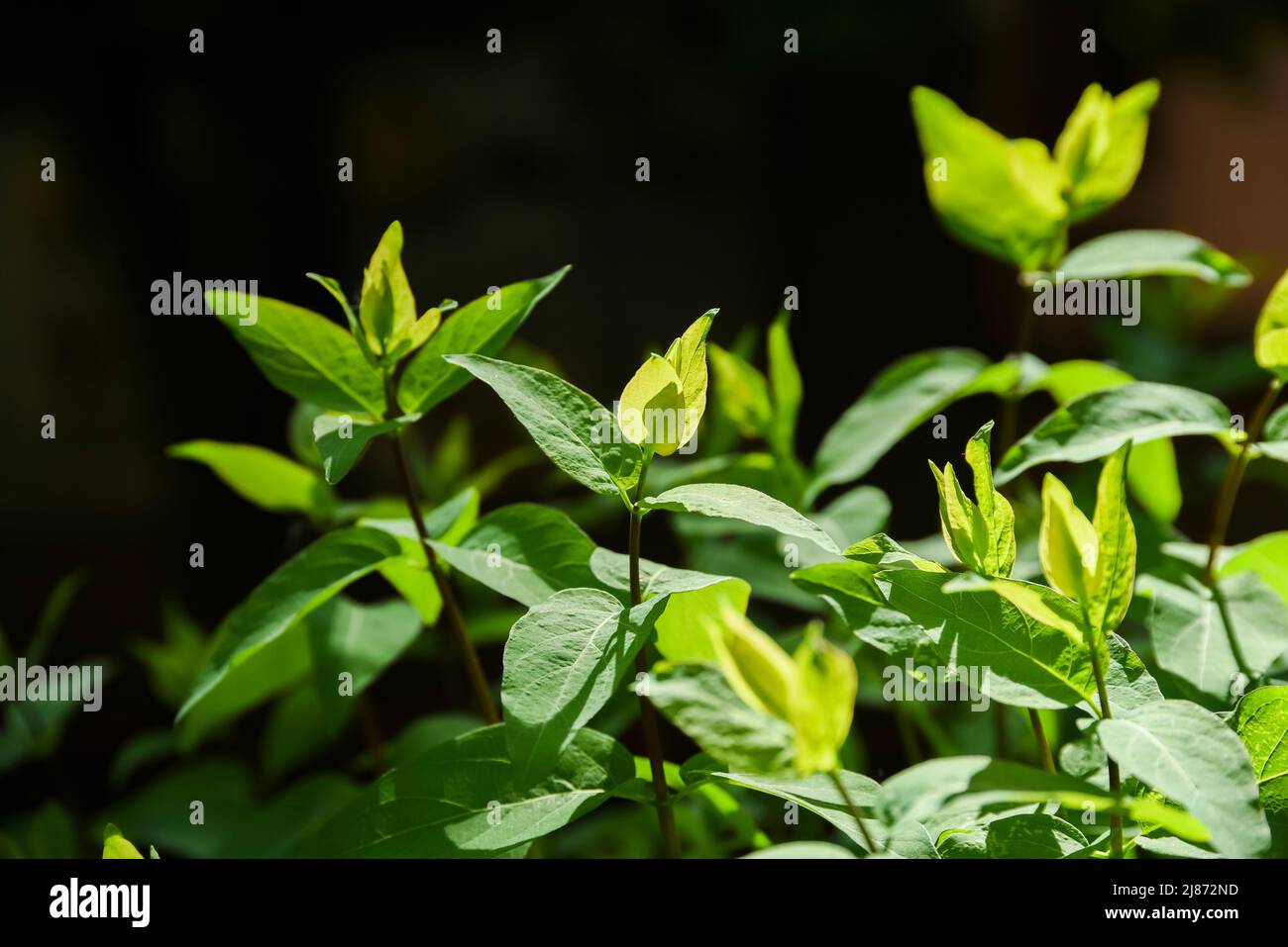 Fresh, green spring leaves on a tree in the sun Stock Photo - Alamy