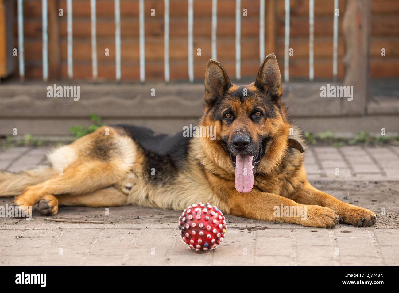 Beautiful german shepherd dog outdoor Stock Photo - Alamy