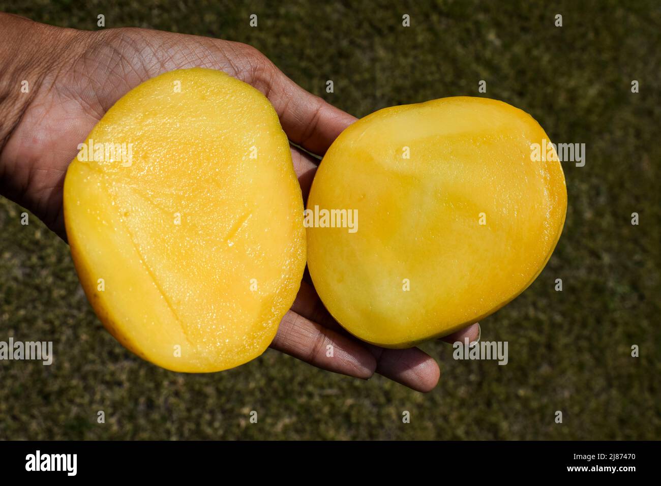 Ripen alphonso mango hi-res stock photography and images - Alamy