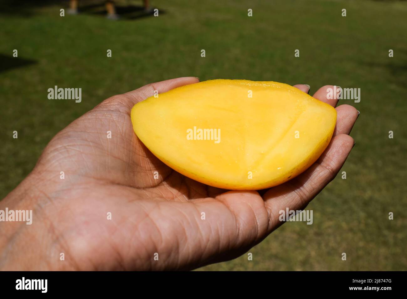 Female holding Tasty juicy Indian Mango in hand. Half sliced pulpy ...
