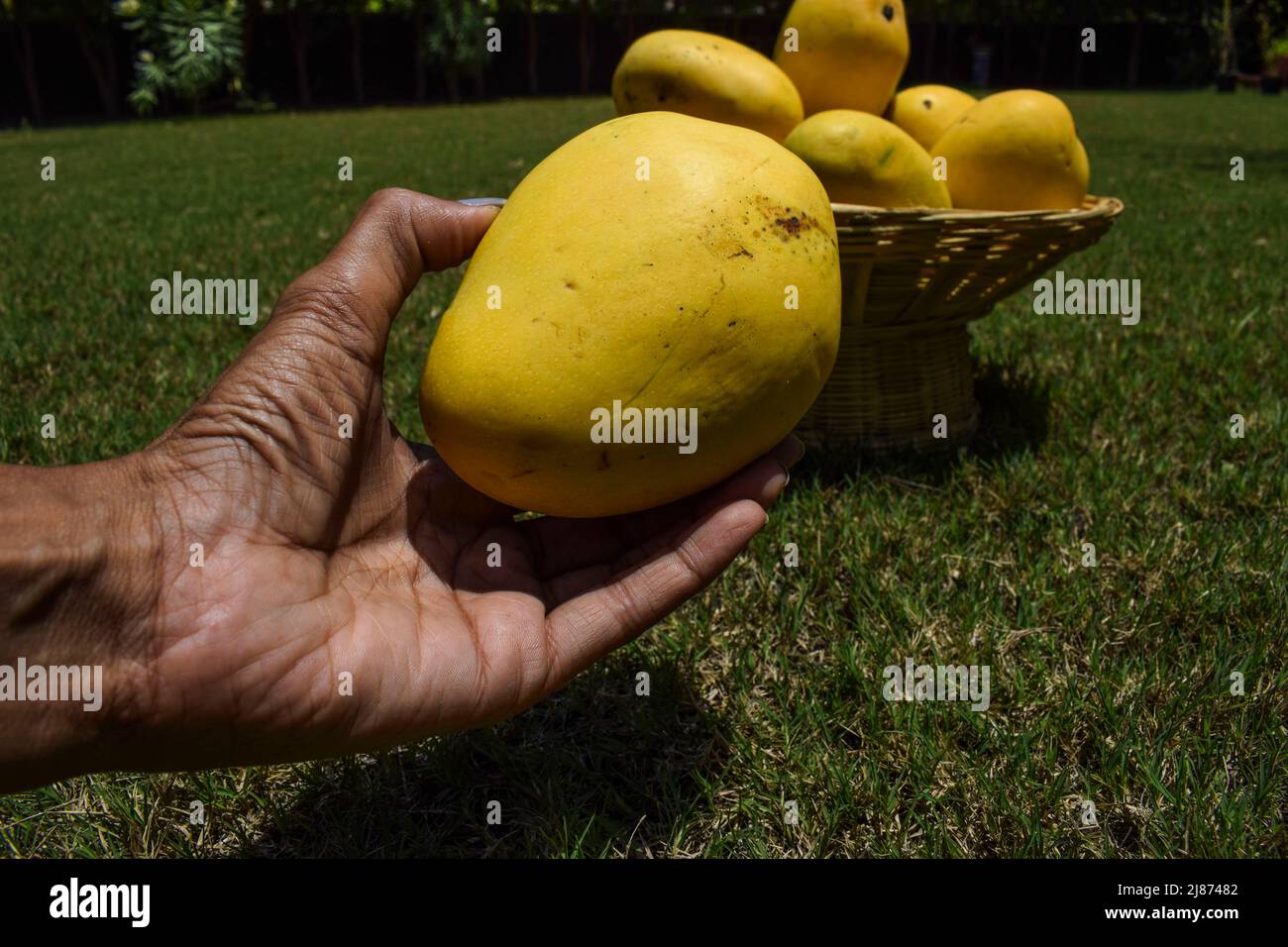 Female holding Tasty Indian Mangoes in Basket. Badami mango fruit sweet ...