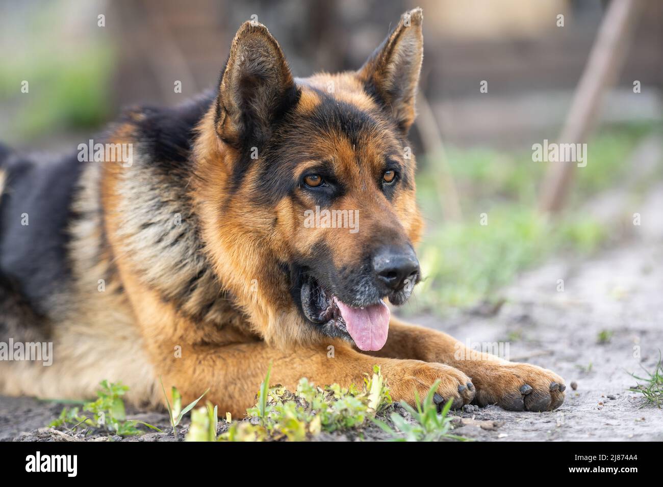 Beautiful german shepherd dog outdoor Stock Photo - Alamy