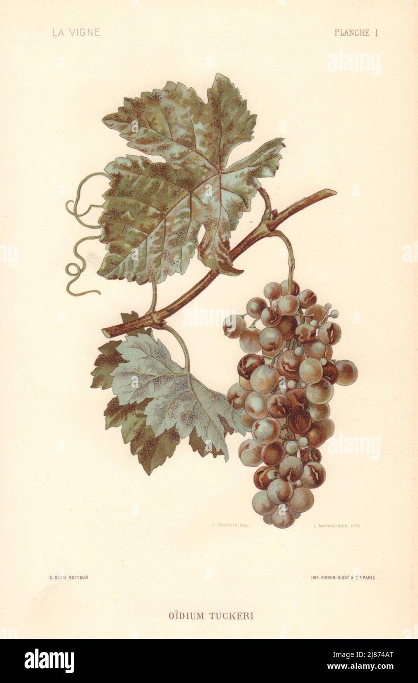 Oïdium Tuckeri. Powdery Mildew. Grapevine diseases. Wine 1901 old print ...
