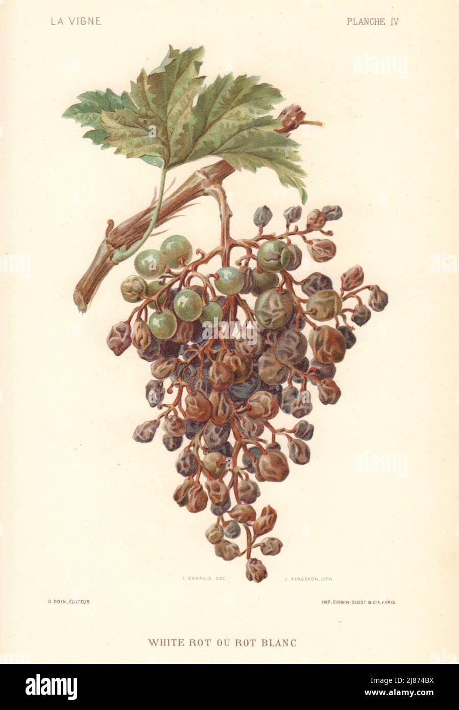 Paul blanc hi-res stock photography and images - Alamy