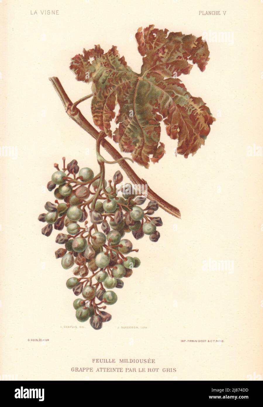Feuille mildiousée. Rot Gris. Grey mould rot. Grapevine disease. Wine ...