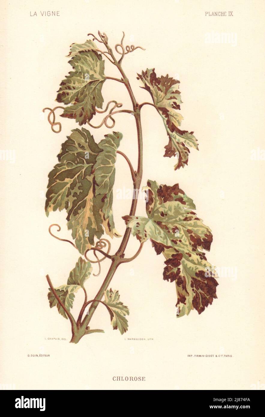 Chlorose hi-res stock photography and images - Alamy