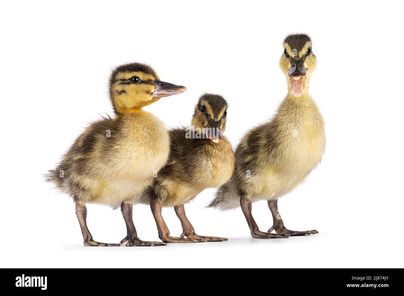 Row of 3 wild duck ducklings aka baby Anas platyrhynchos. All looking ...