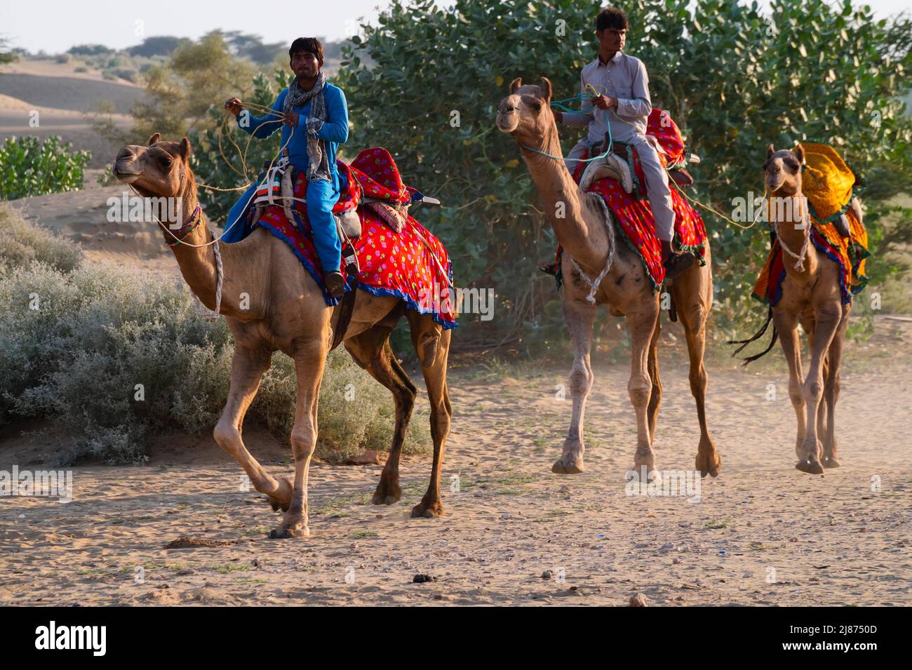Thar desert,Rajasthan, India - October 15th 2019 : Camel owners riding ...