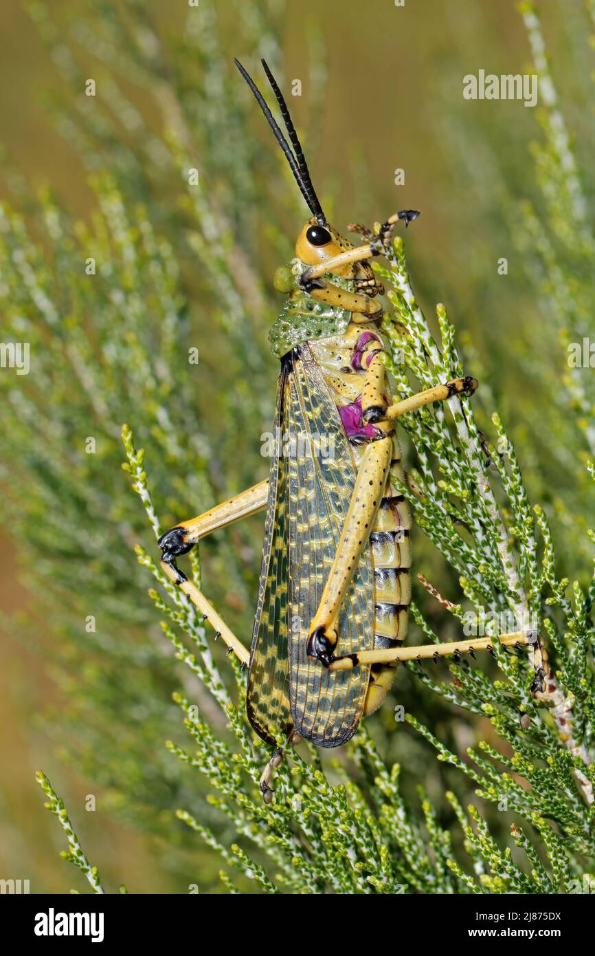 Milkweed locust (Phymateus spp.) sitting on a plant, South Africa Stock ...