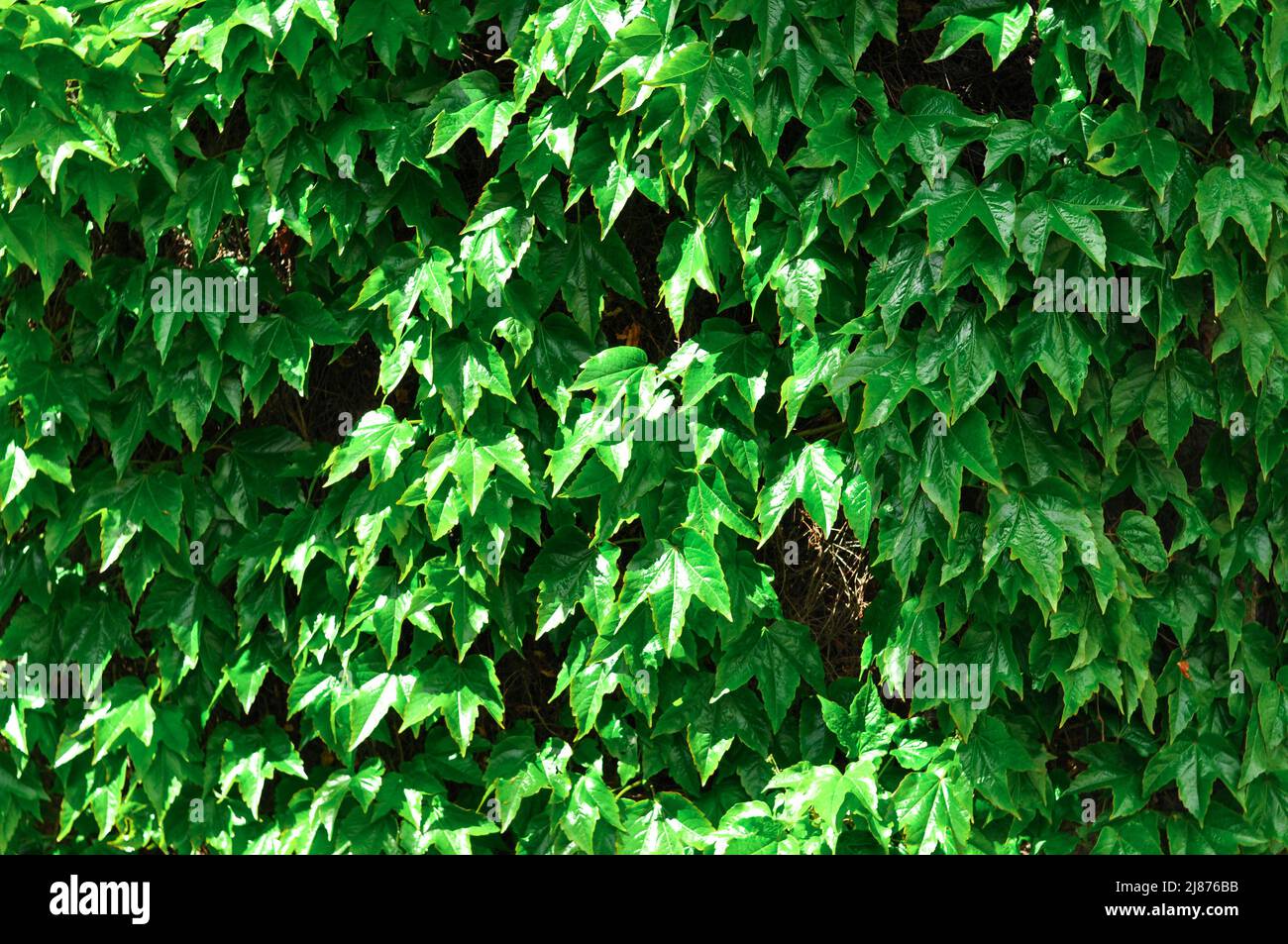 Fresh green leaves background texture copy space Stock Photo - Alamy Fresh green leaves background texture copy space Stock Photo - Alamy