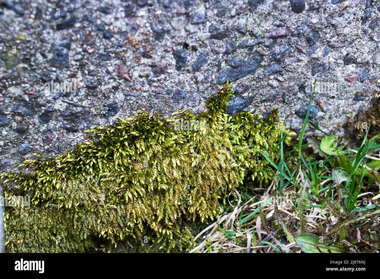Concrete Wall with Texture Scars and Moss Green Algae , Texture ...