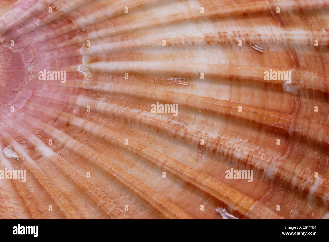 Seashell photos hi-res stock photography and images - Alamy