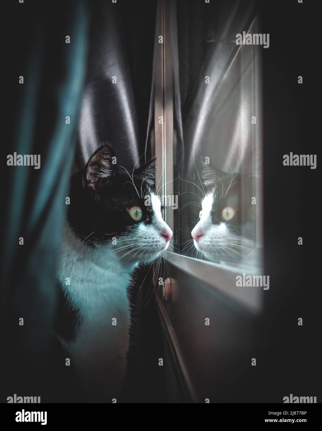 Moody photo of cat looking out of window. Face reflecting from window ...