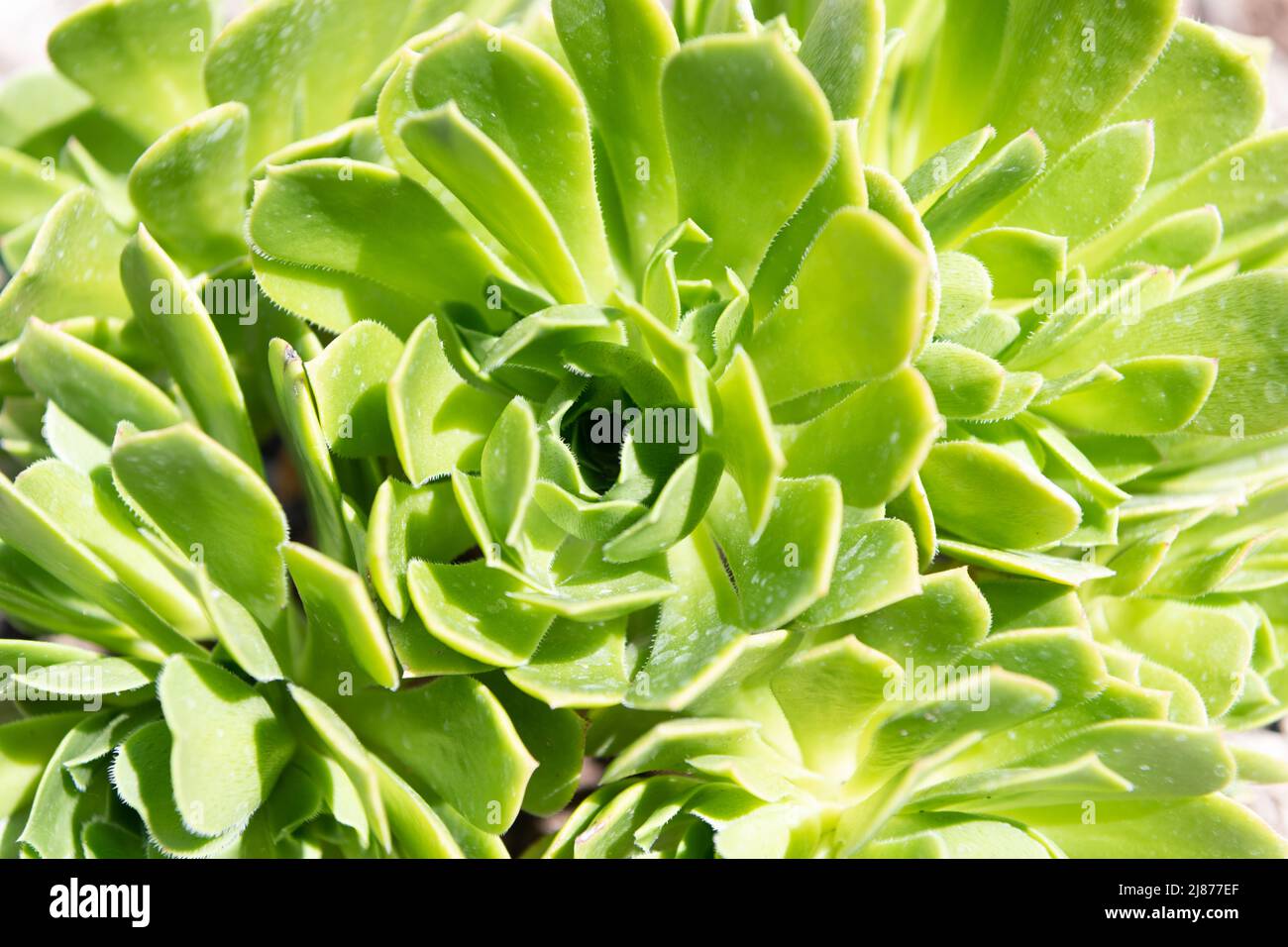 crassulaceae succulent cactus with green leaves. cacti background Stock ...