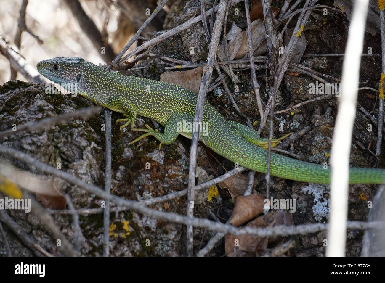 closeup of a big colorful lizard hiding in the twigs Stock Photo - Alamy