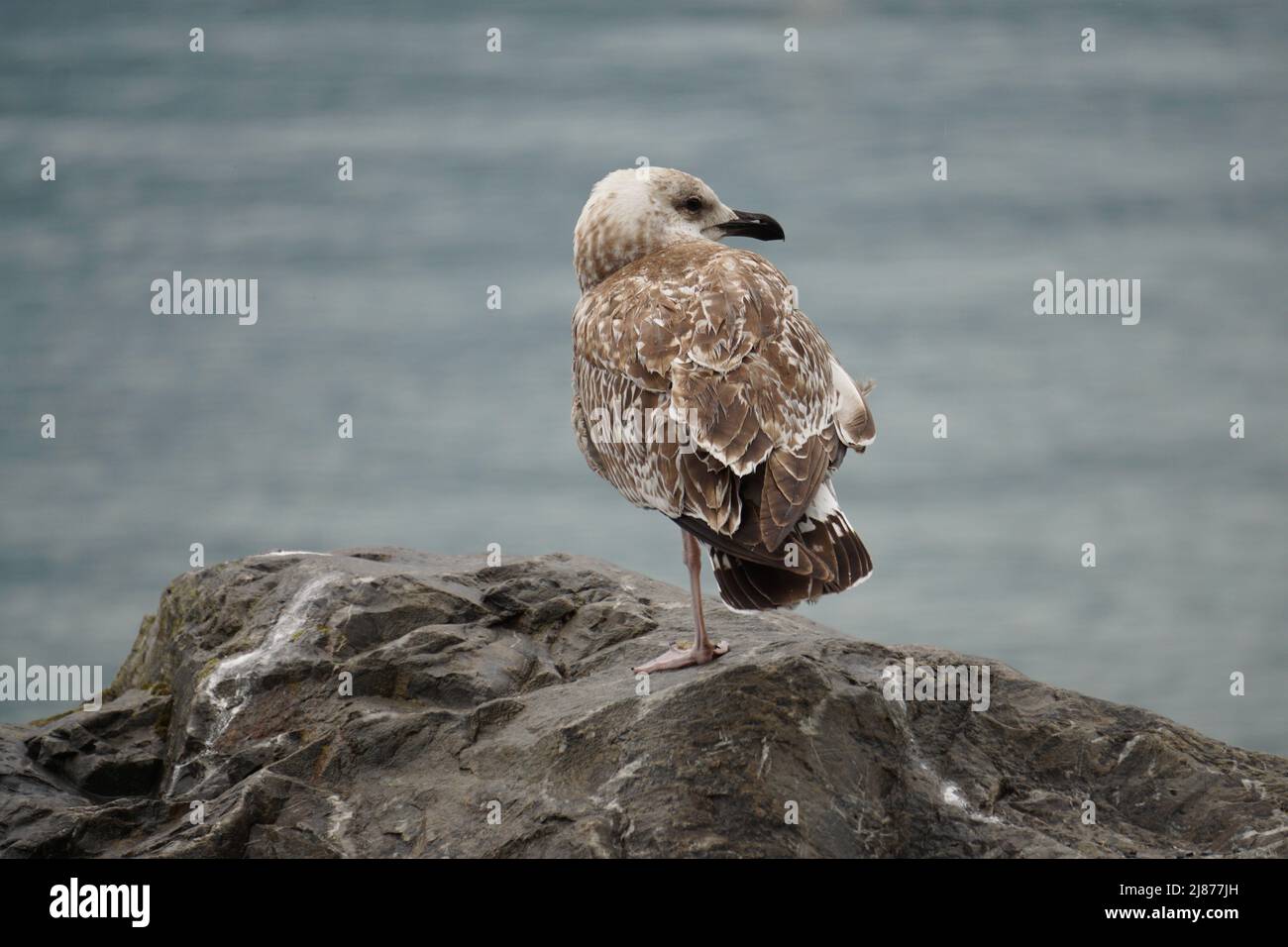 Acrobat bird hi-res stock photography and images - Alamy