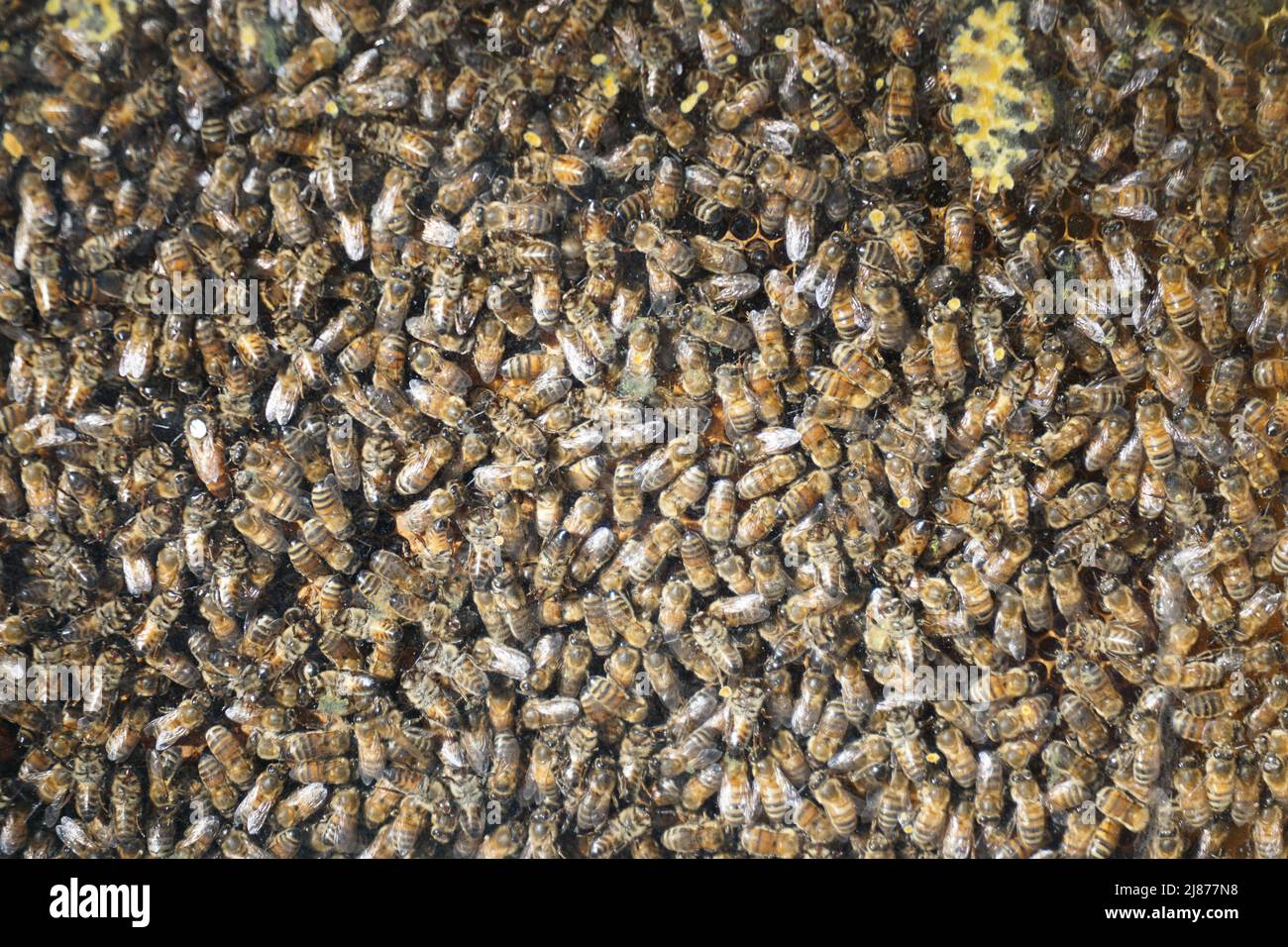 Swarm multitude hi-res stock photography and images - Alamy
