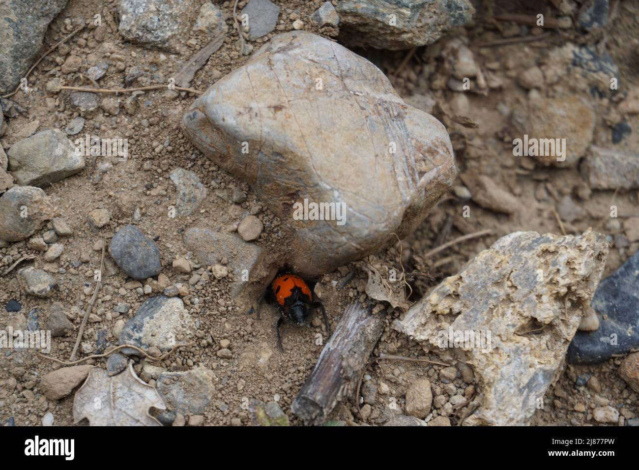 Bug tunnel dirt hi-res stock photography and images - Alamy