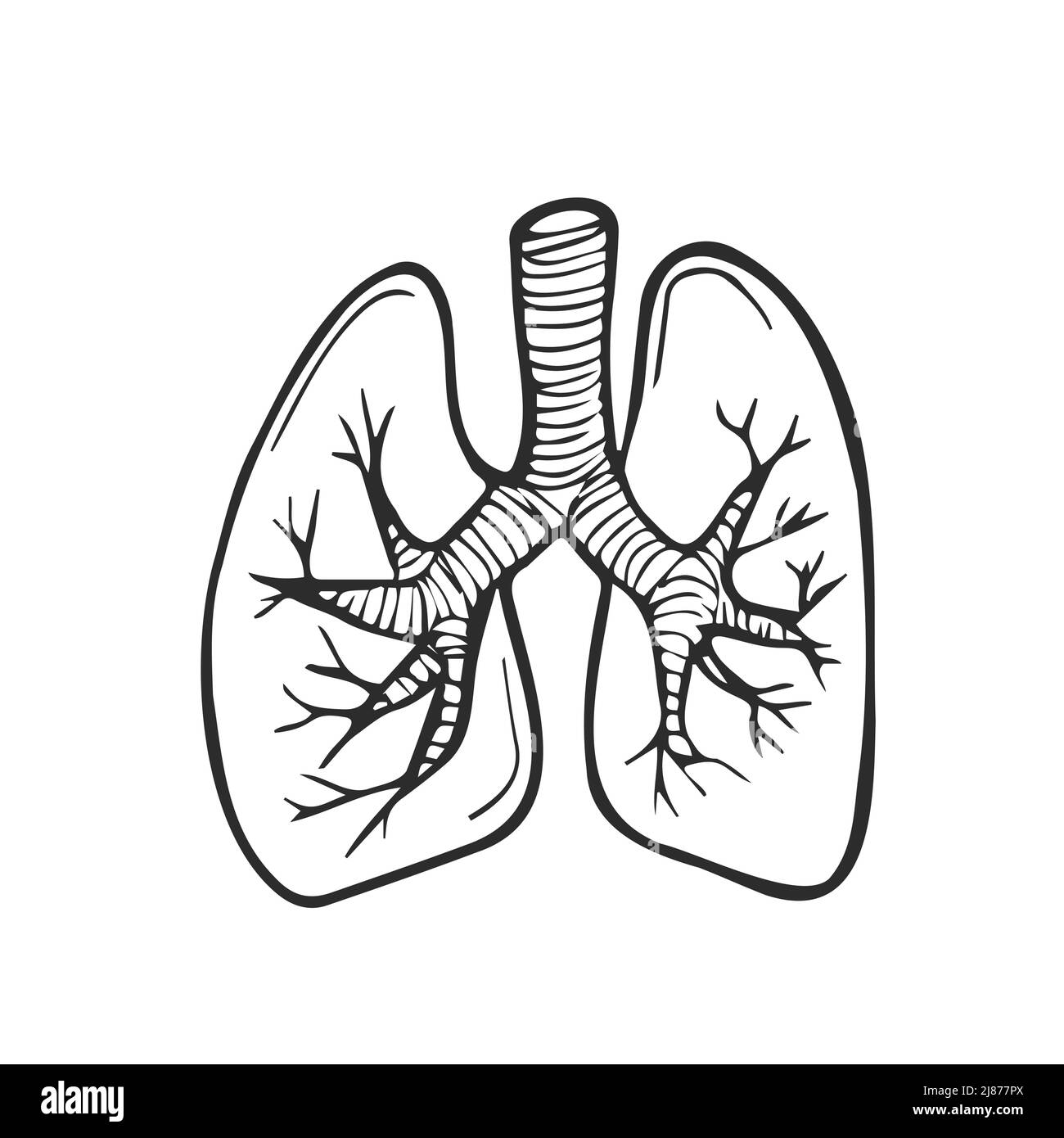 lungs doodle drawing, Medical background. Excellent vector illustration ...