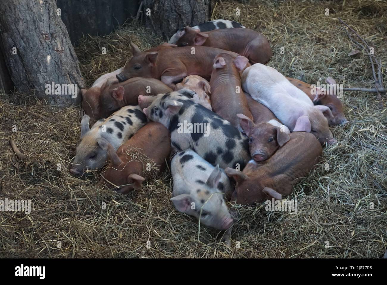 Piglets barn hi-res stock photography and images - Alamy