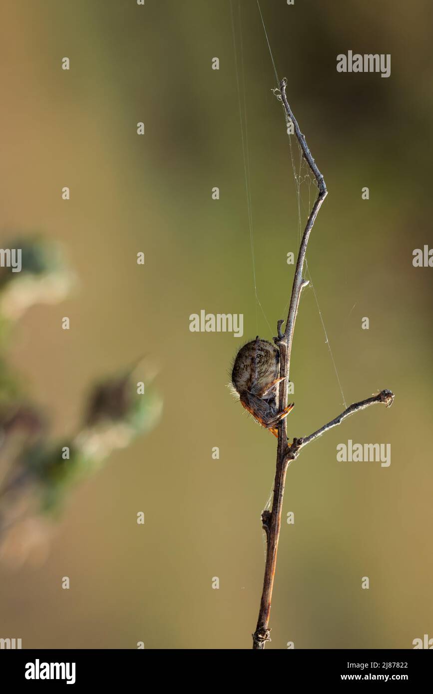 Spider in their natural environment Stock Photo - Alamy