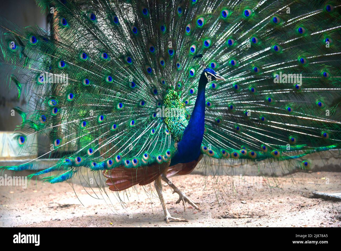 Female peahen hi-res stock photography and images - Alamy