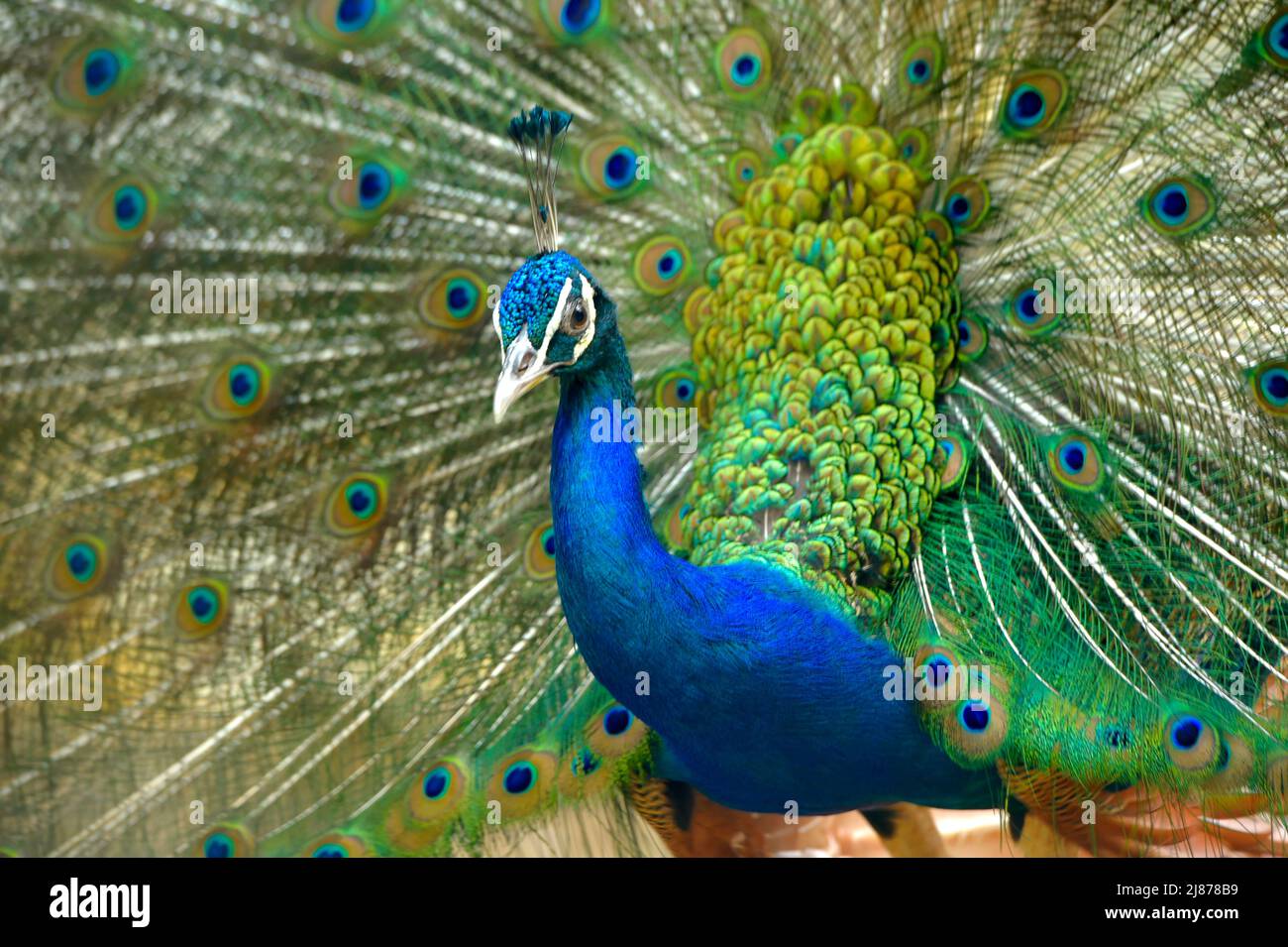 Female peahen hi-res stock photography and images - Alamy