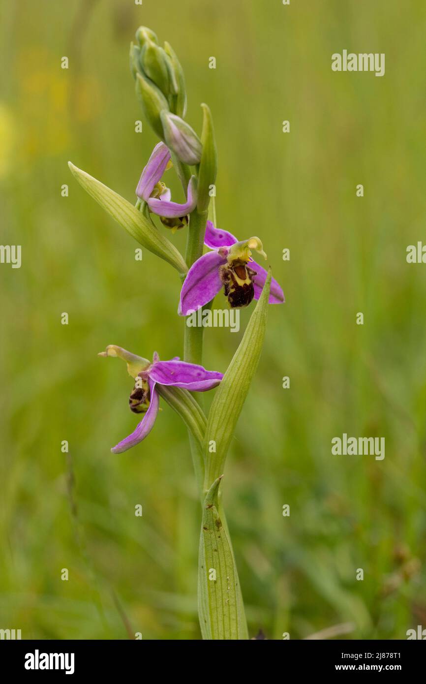 Bee Orchid (Ophrys apifera) flowering in a meadow Stock Photo - Alamy