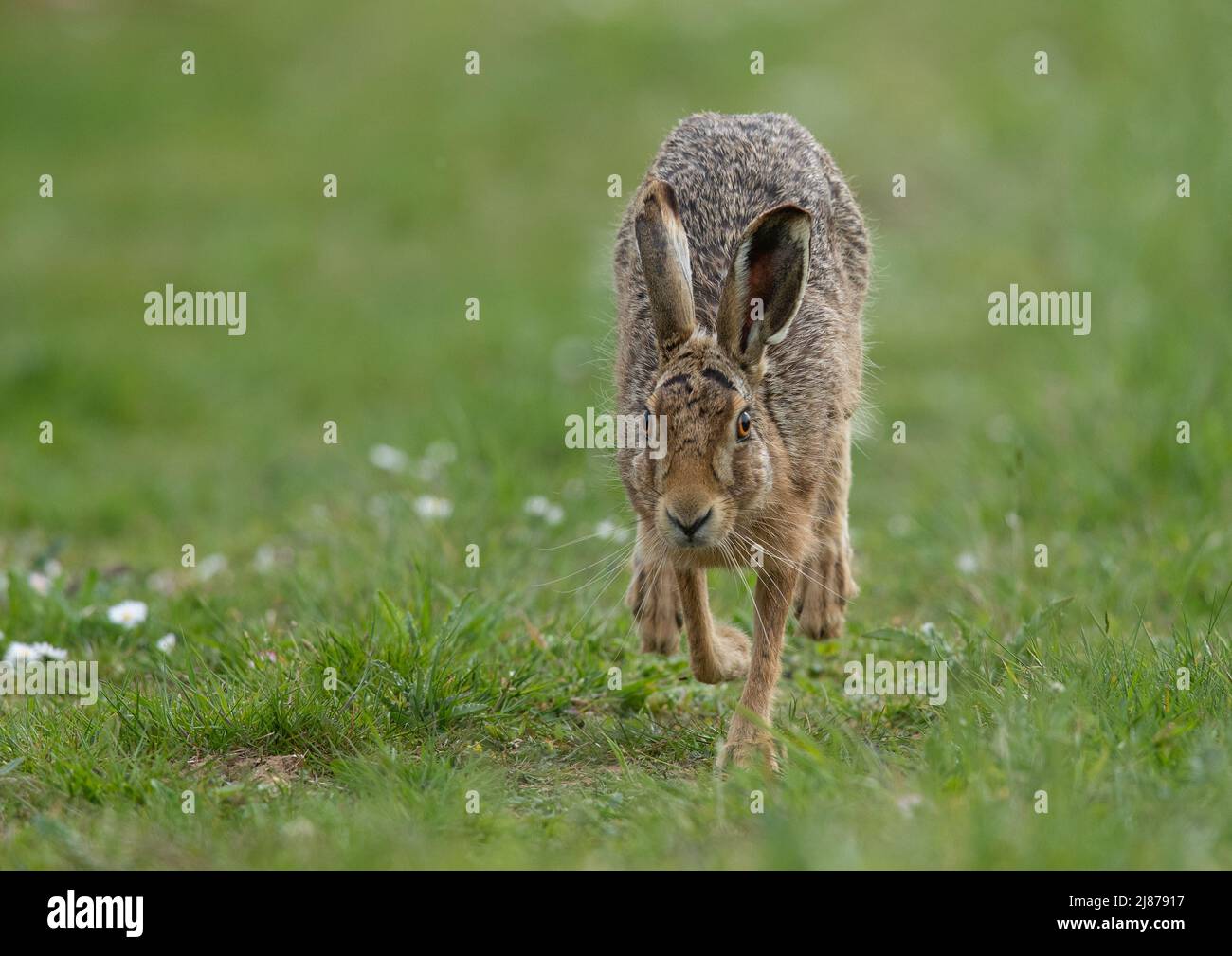 A close encounter of a big , strong healthy Brown Hare running amongst ...