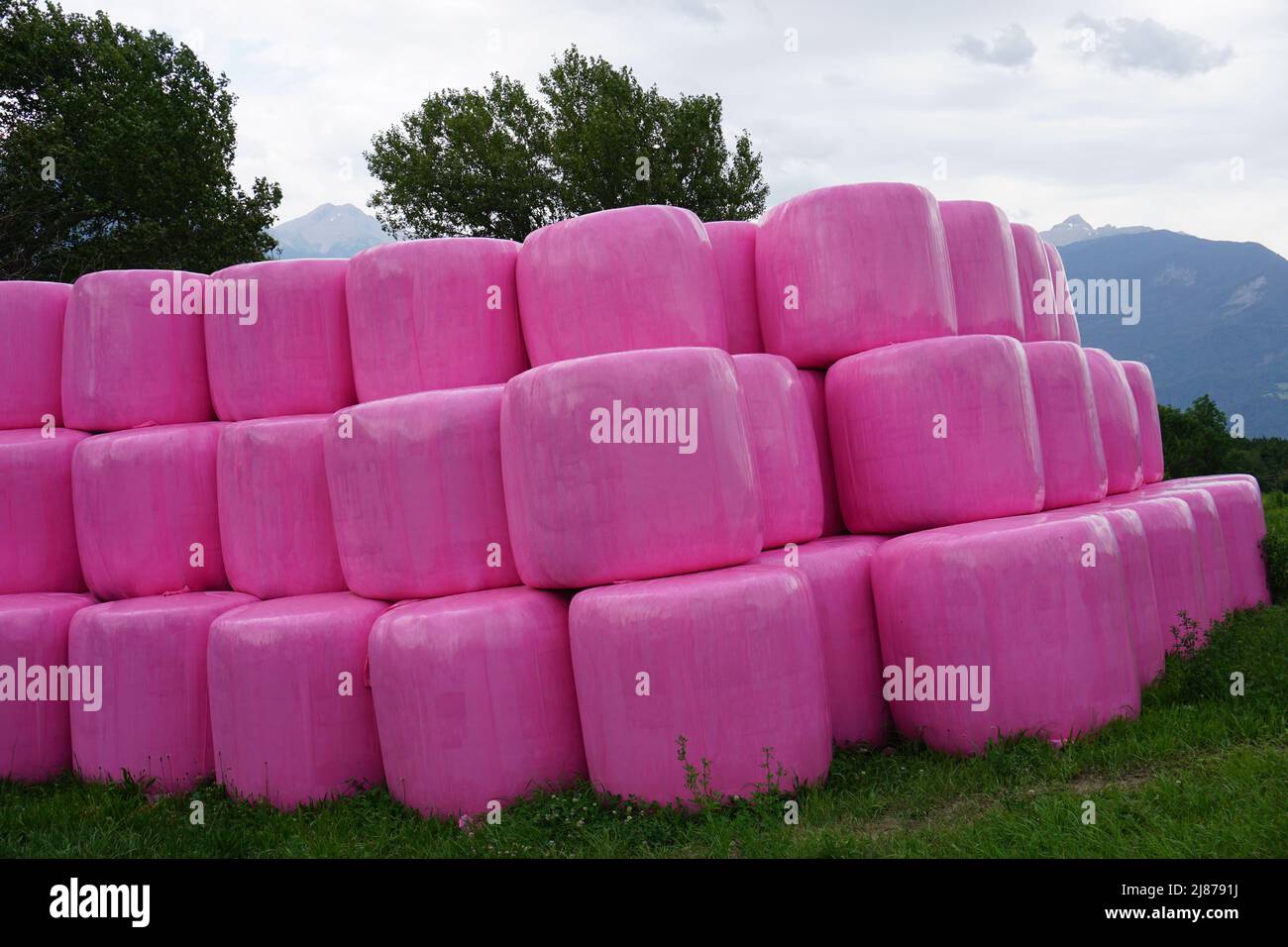 colorful hay bales covered in pink plastic in Serre Ponçon, Southern ...