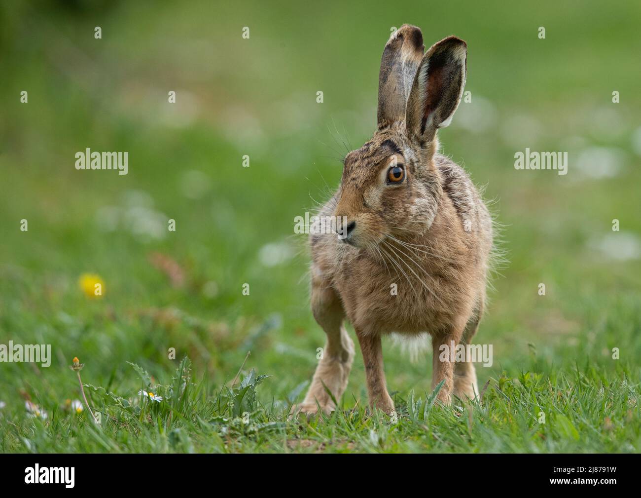 A close encounter of a big , strong healthy Brown Hare standing in a ...
