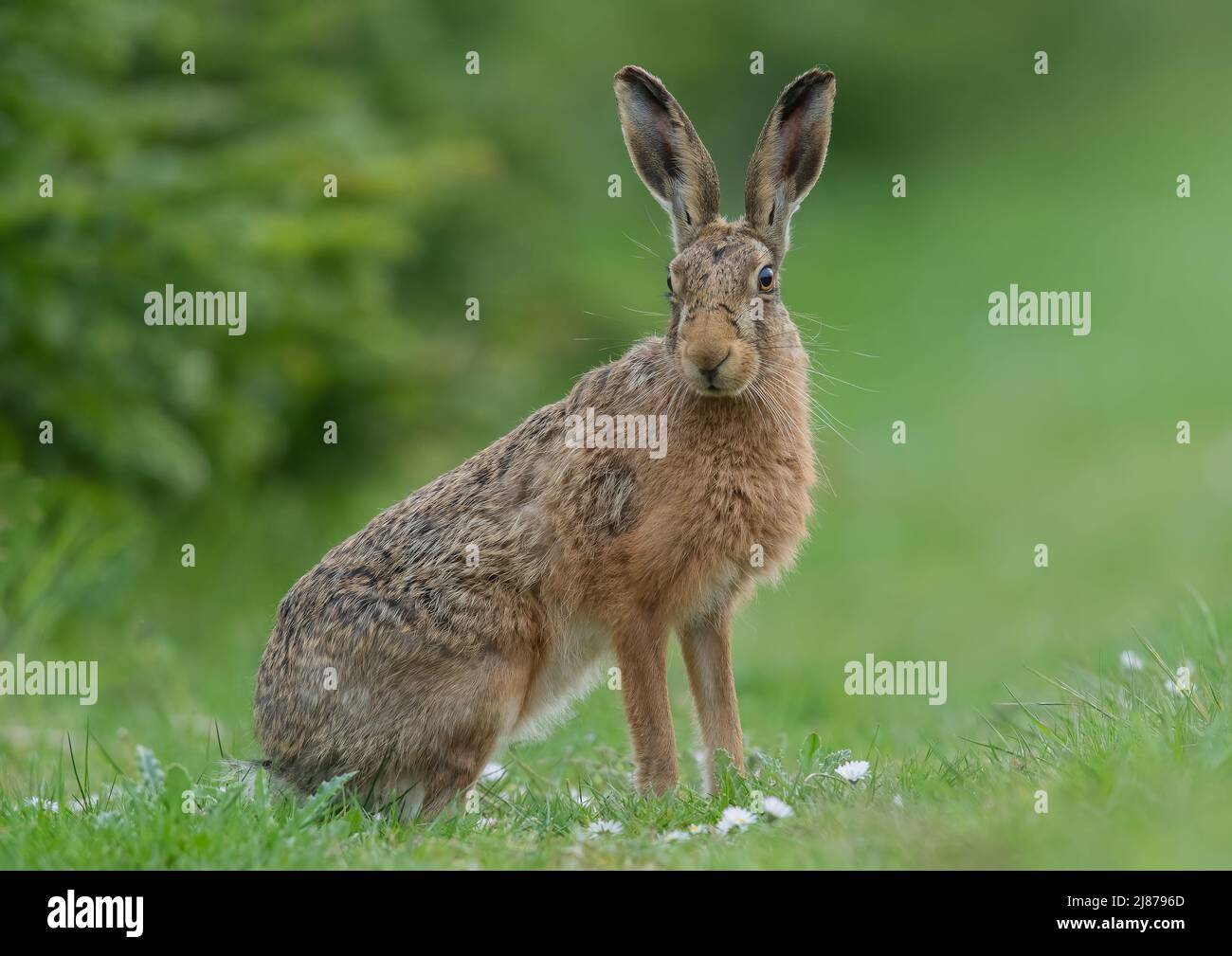 Strong colour hi-res stock photography and images - Alamy