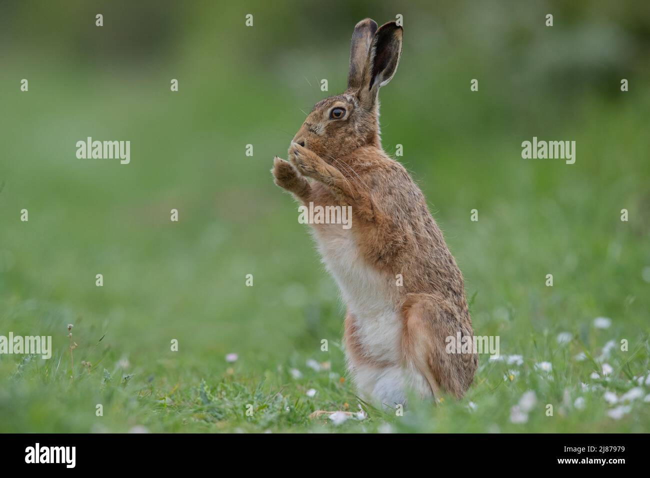 Hare on hind legs hi-res stock photography and images - Alamy