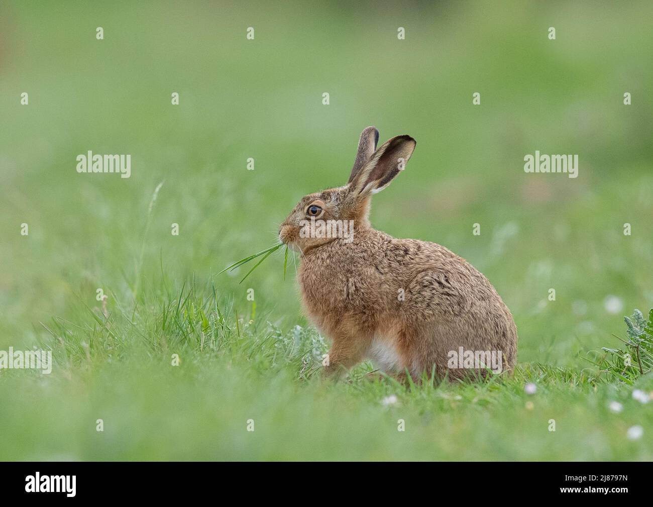 A tiny young Brown Hare Leveret sitting, side on, in the meadow ...