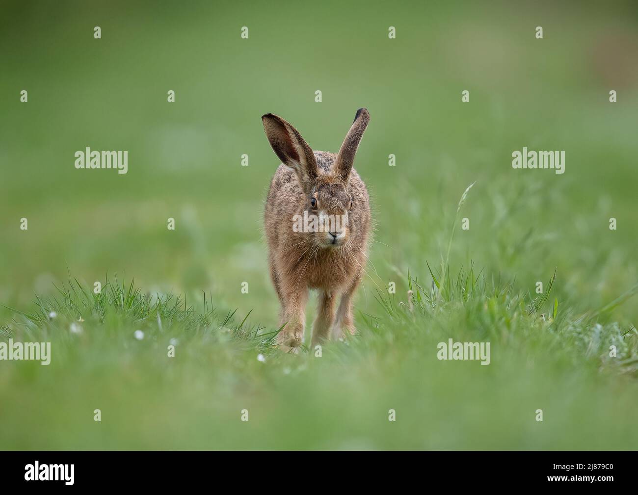 A young fluffy Brown Hare Leveret running through the meadows straight ...
