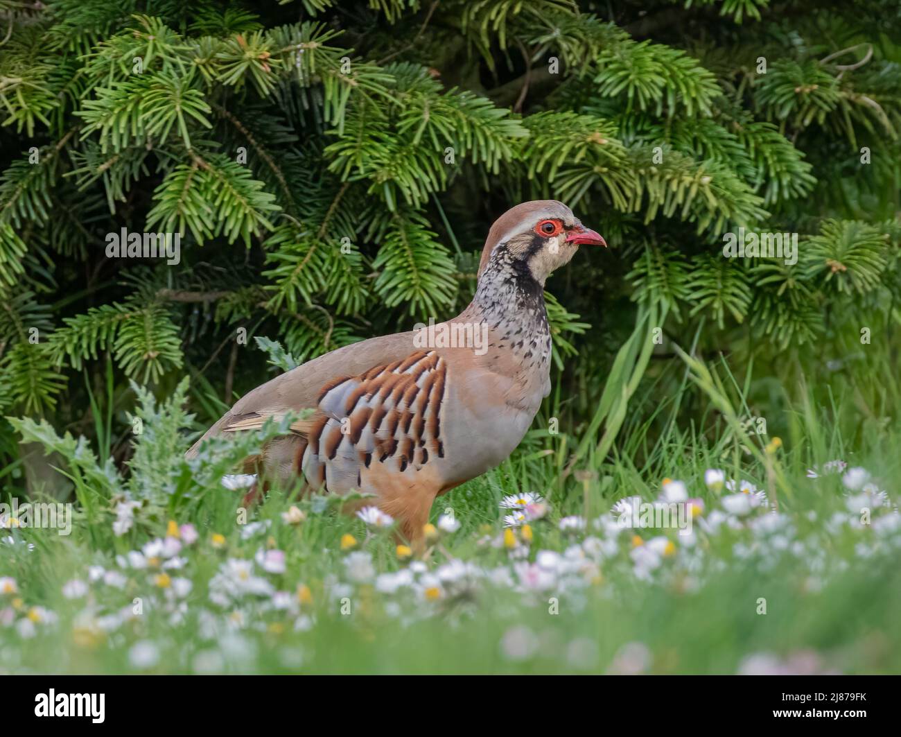 A colourful Red legged or French Partridge wandering through the ...
