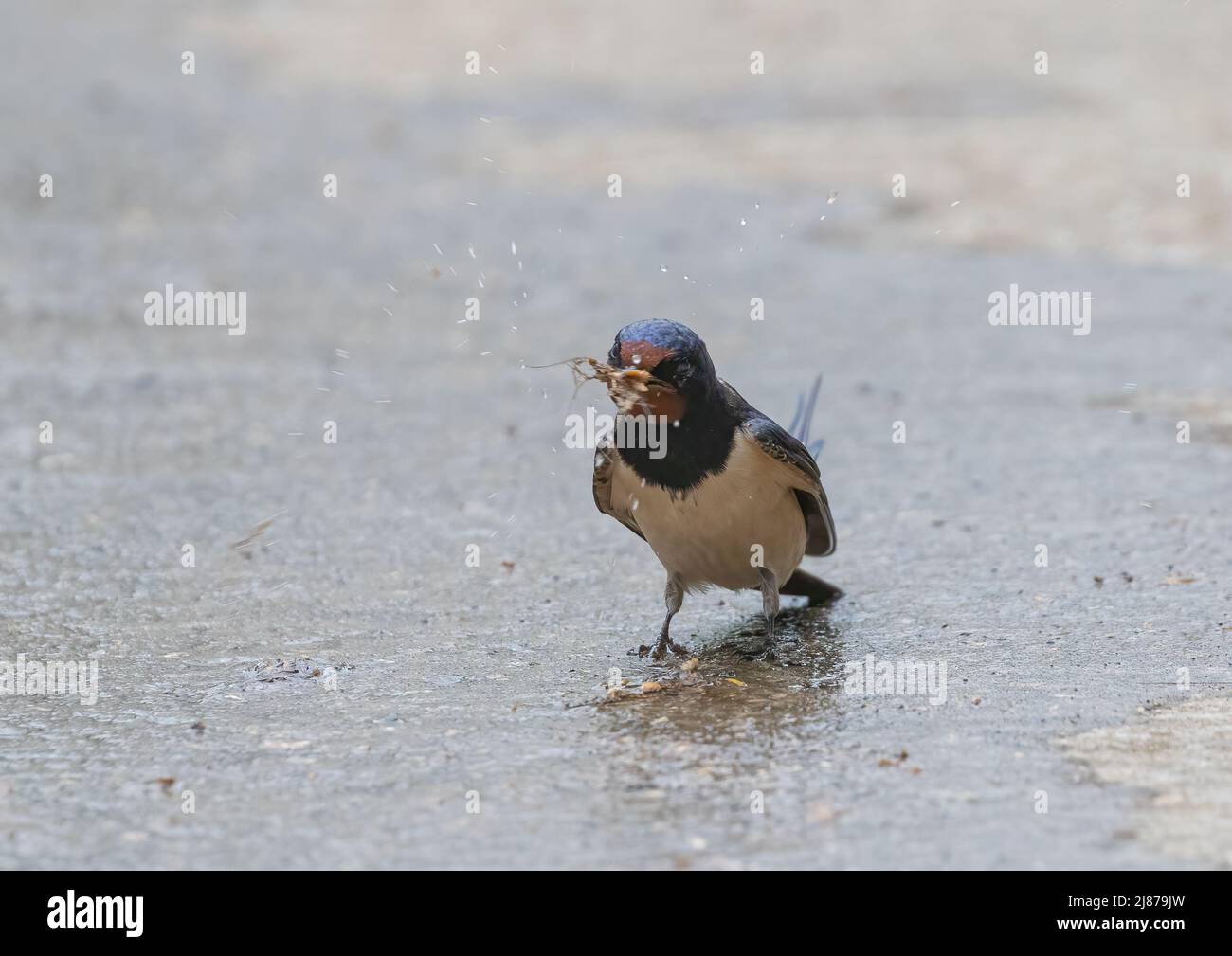 Swallow flying water hi-res stock photography and images - Alamy
