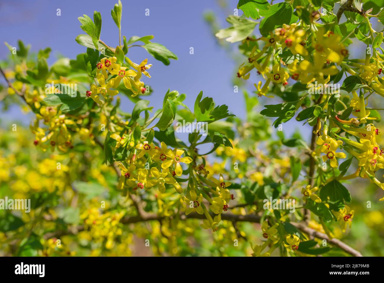 Blackcurrant bush in flower hi-res stock photography and images - Alamy