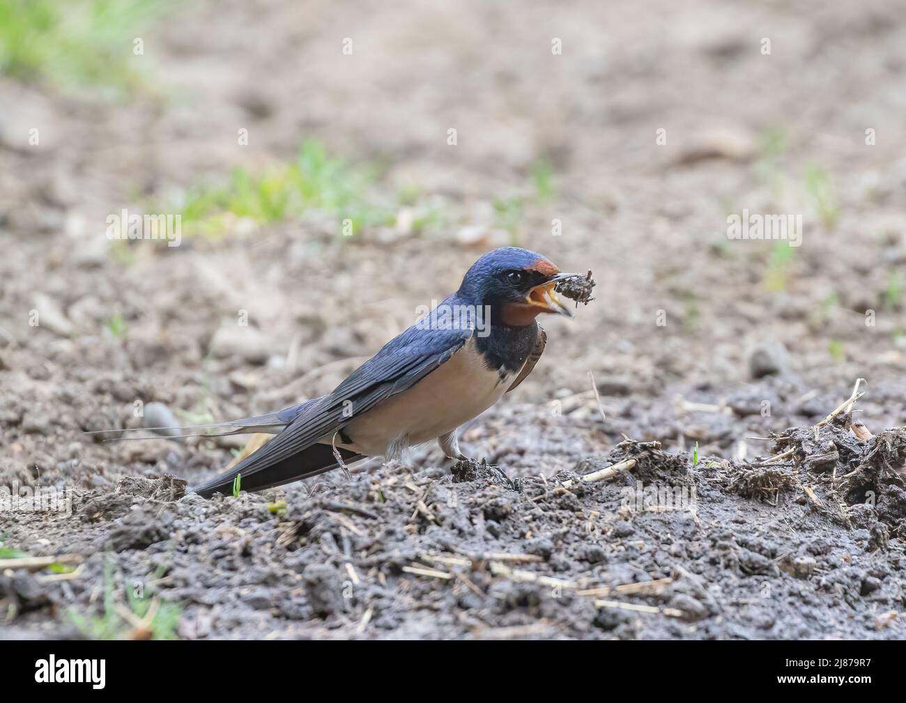 A swallow (Hirundo rustica ) , tossing around some mud to make a nest ...
