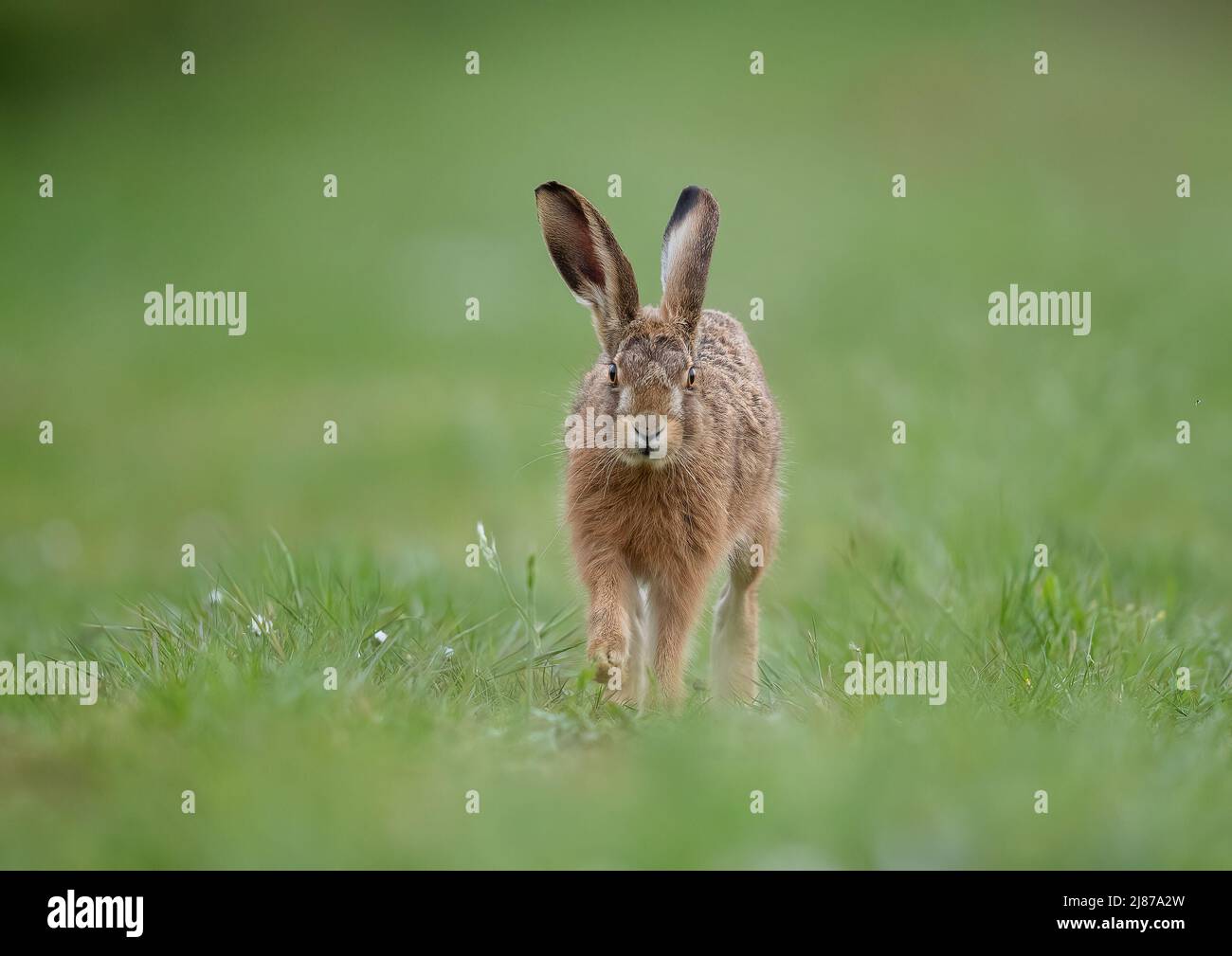 A young fluffy Brown Hare Leveret running through the meadows straight ...