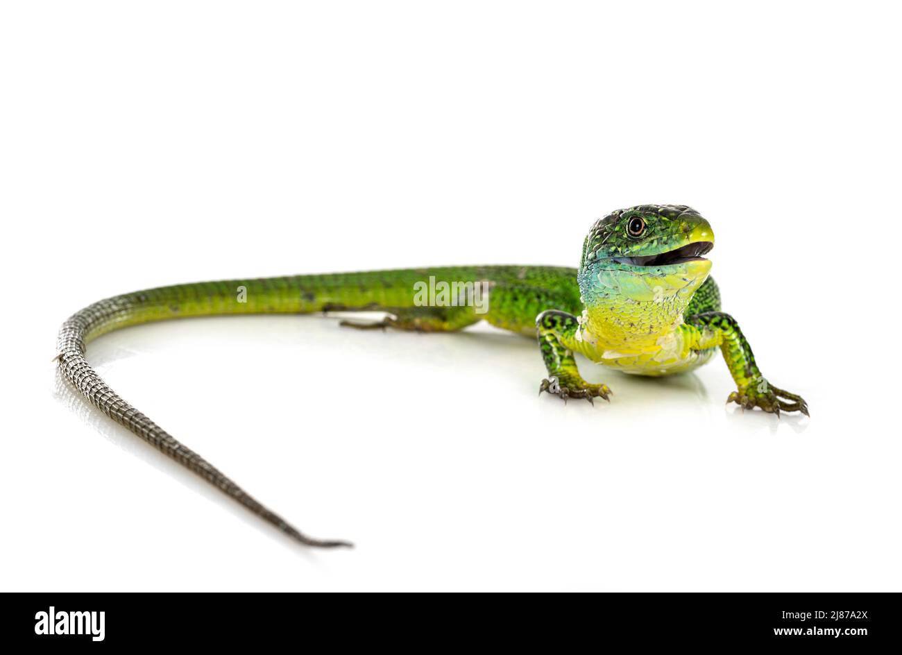 Western green lizard in front of white background Stock Photo - Alamy